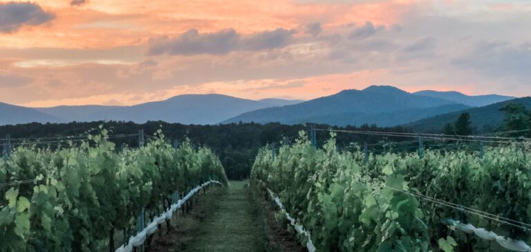 Virginia Wine Month in Charlottesville and Albemarle County