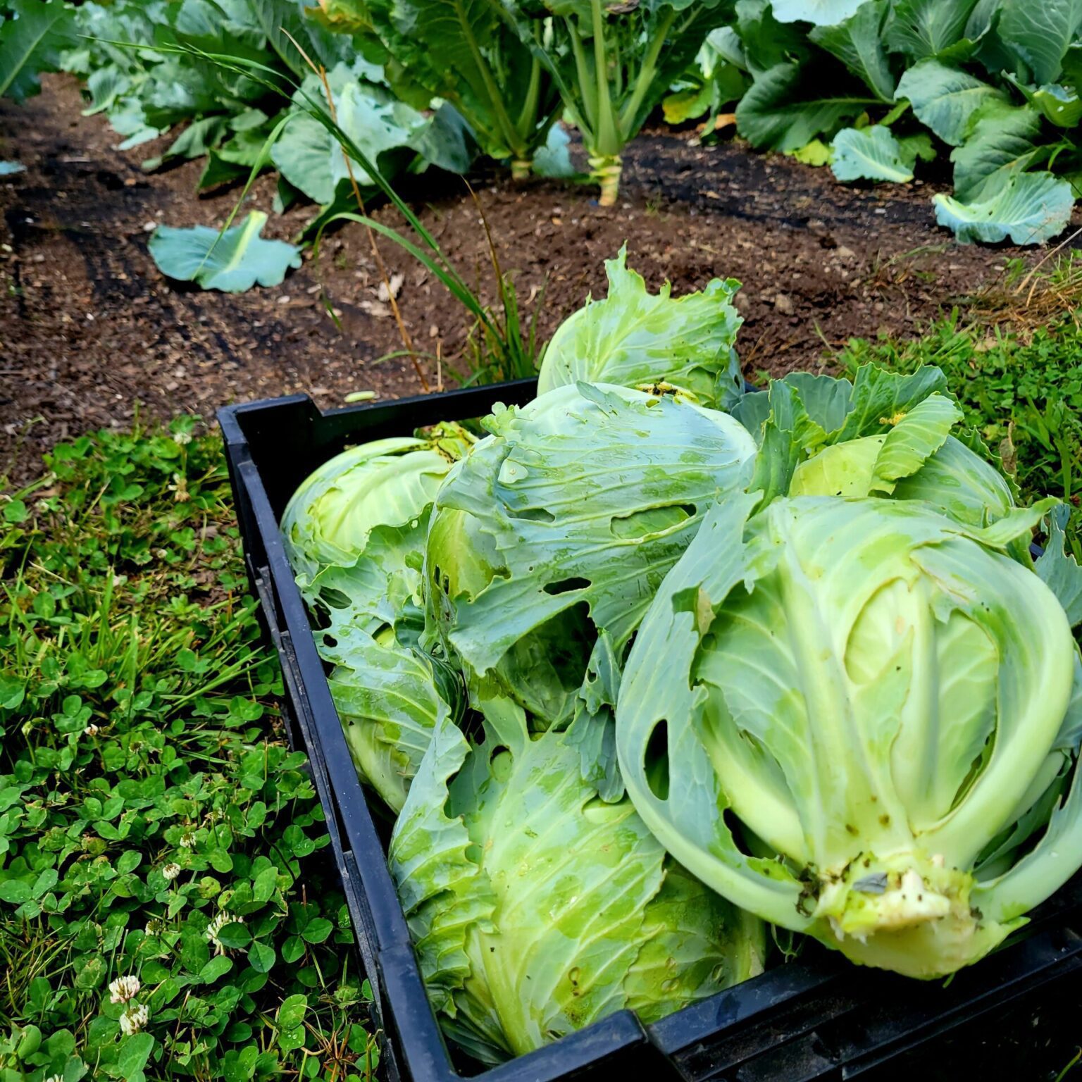 Growing Better with Veterans Healing Farm - The Local Palate